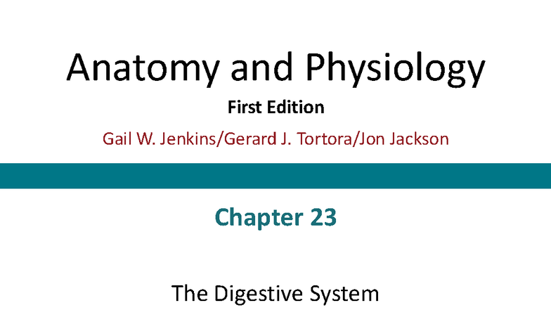 Ch 23 Digestive System Overview - Anatomy & Physiology - Studocu