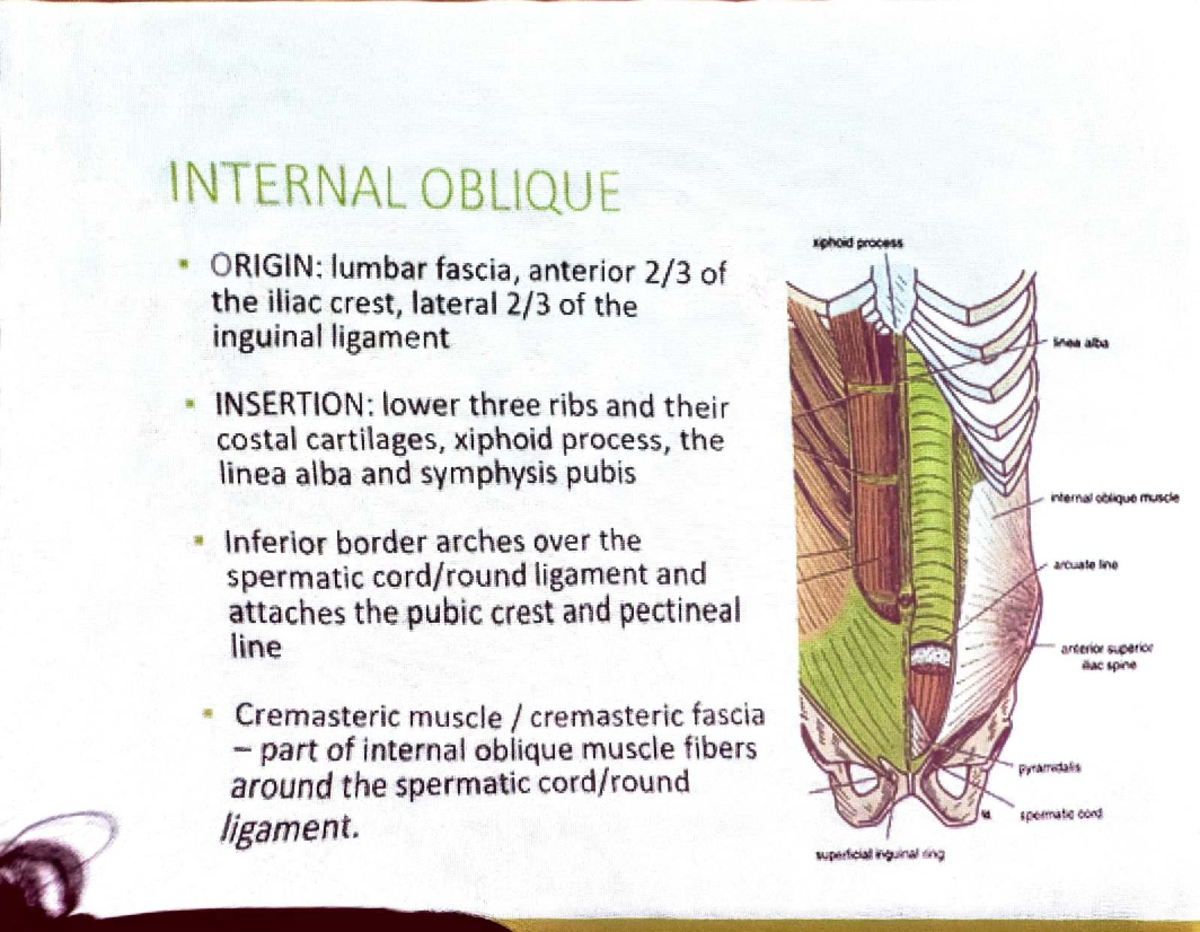 Abdominal Wall Anatomy: Internal & External Oblique Muscles - Studocu