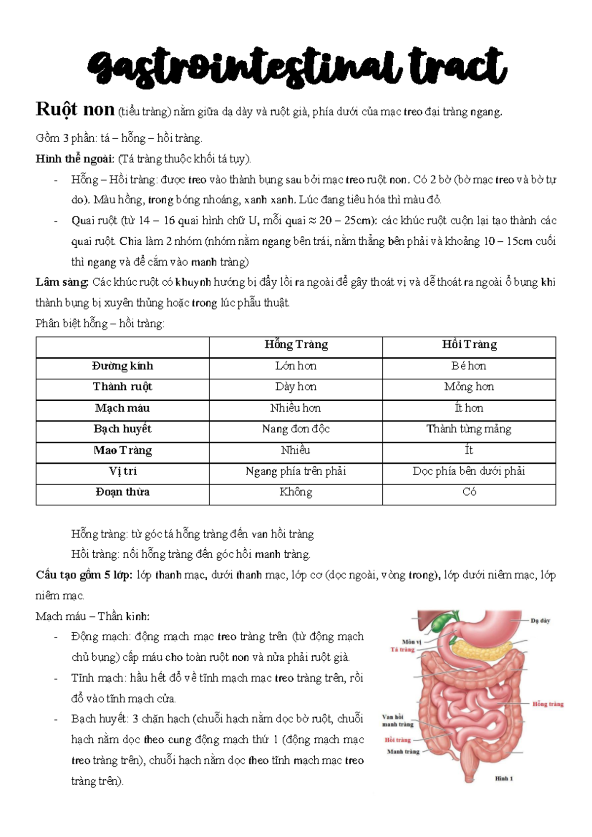 Gastrointestinal Tract: Anatomy and Clinical Insights (GGT 101) - Studocu