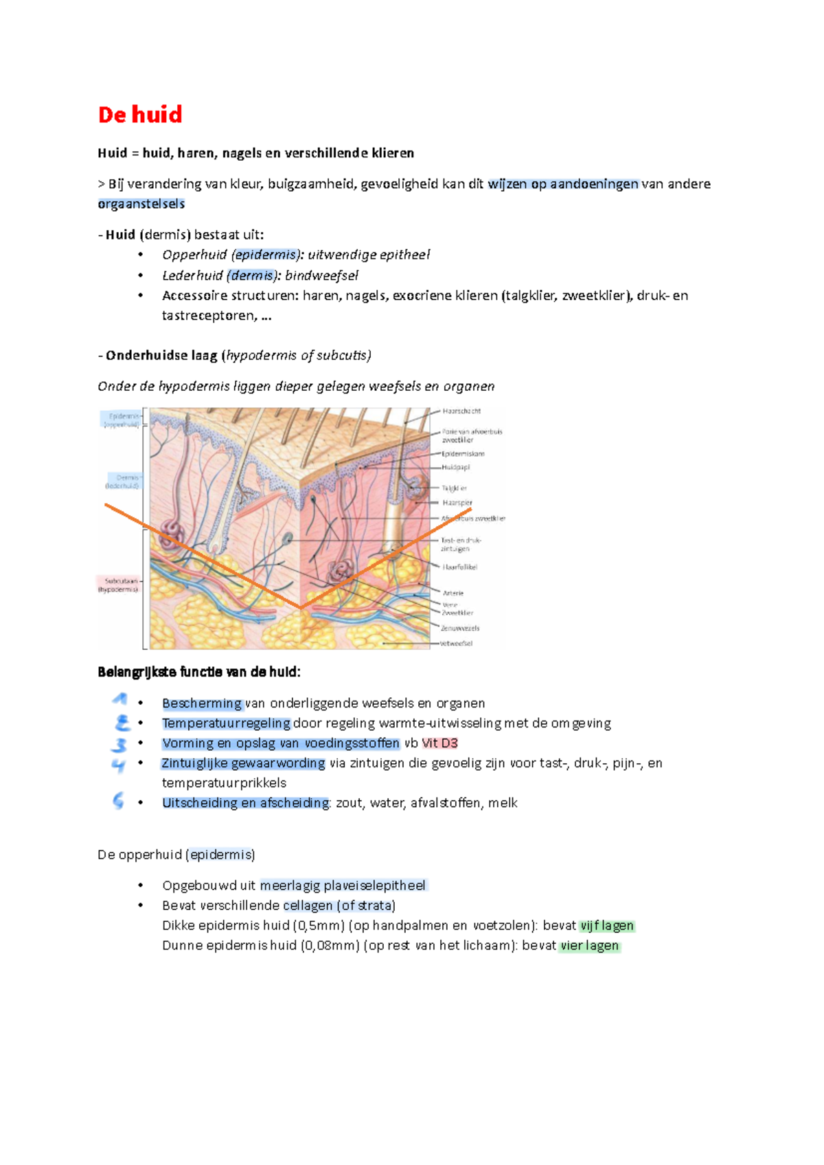 De huid: Anatomie en Functies - Anat1 - Studocu