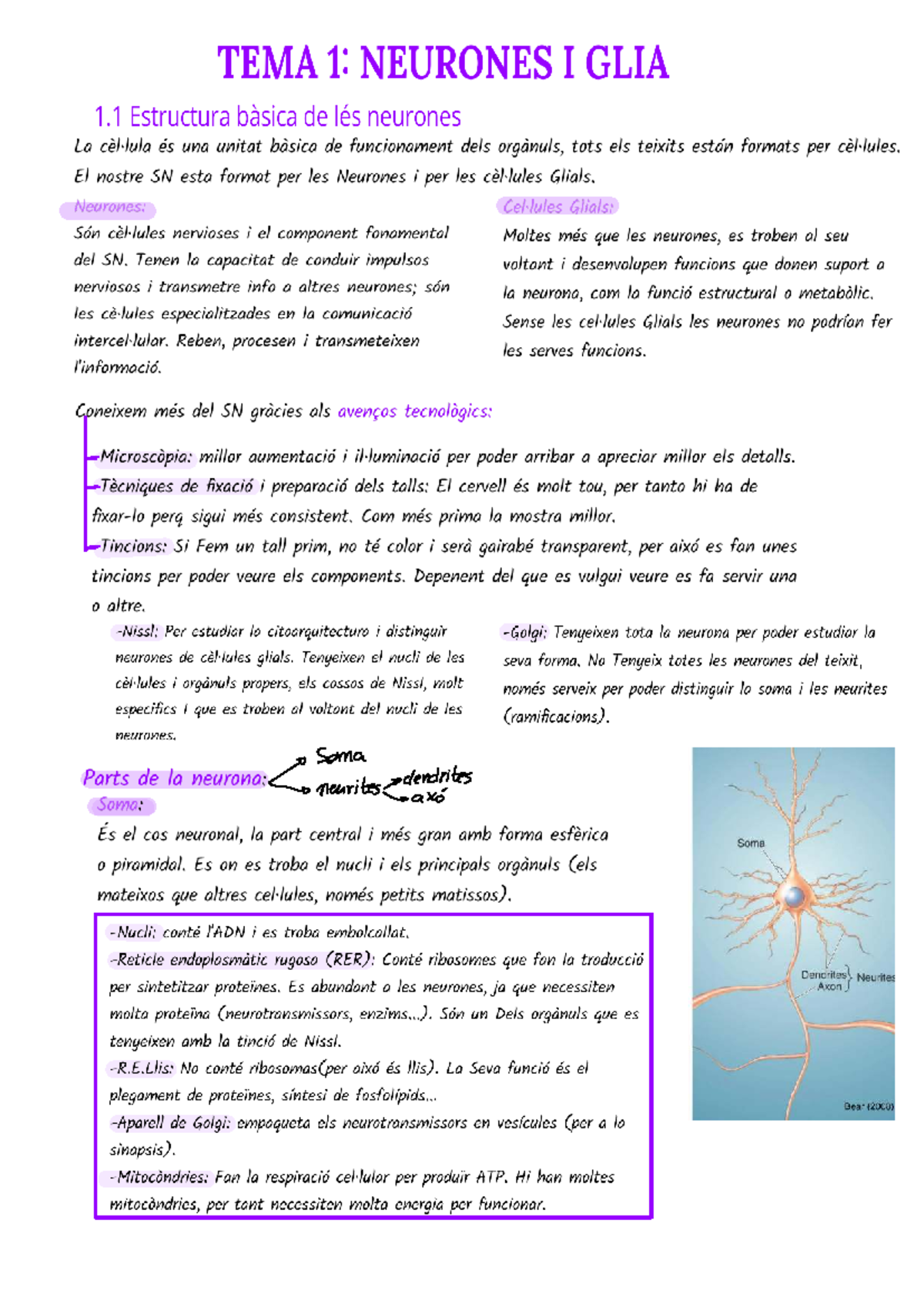 TEMA2: Protecció dels SNC i Funció dels Elements de Suport - Studocu