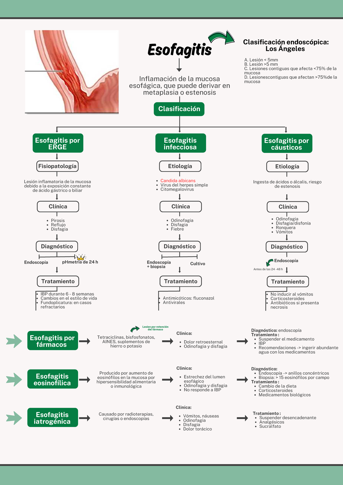 Esofagitis: Clasificación, Diagnóstico y Tratamiento Detallado - Studocu