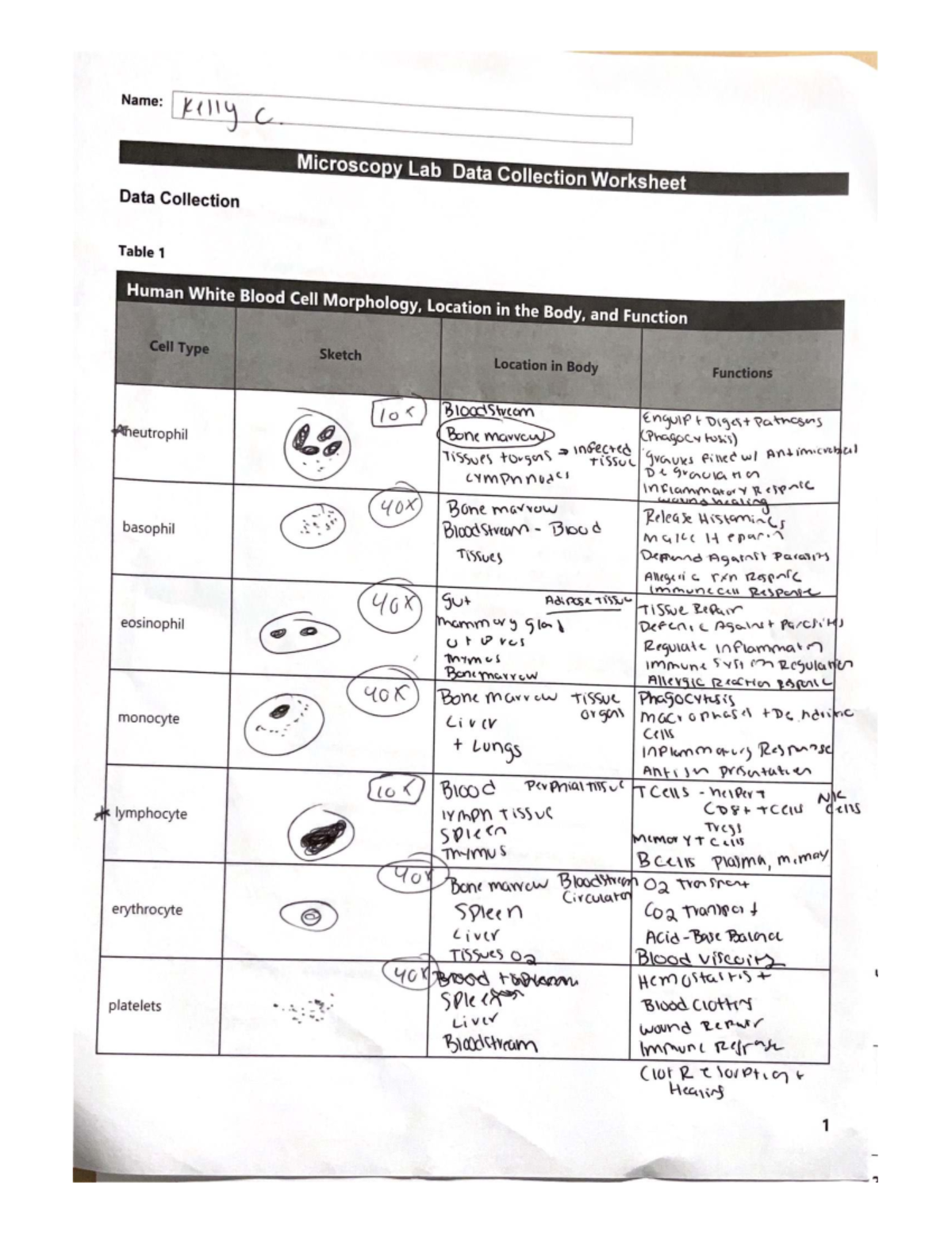 Microscopy Lab Data Collection Worksheet: Human White Blood Cell ...