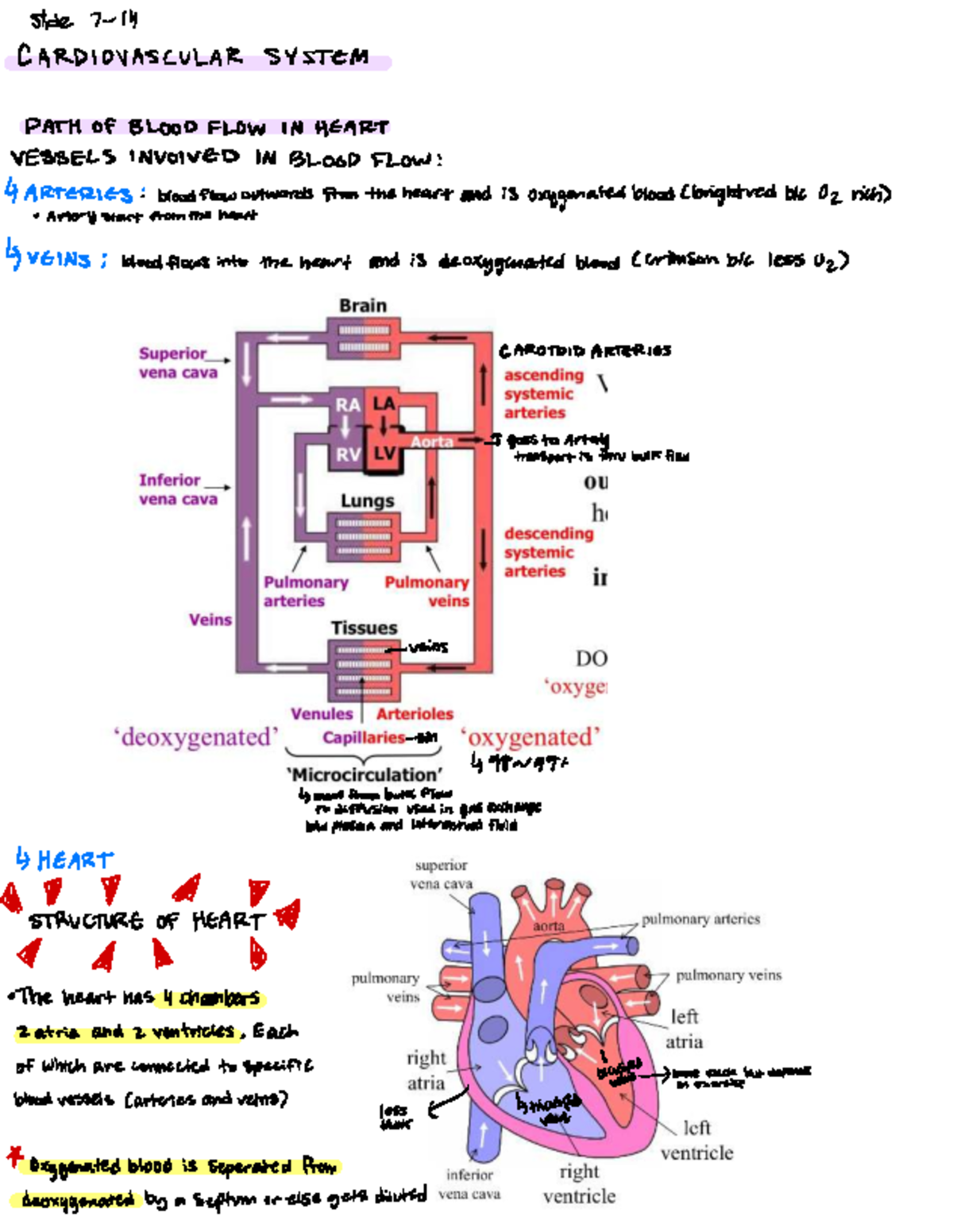 Lecture 2: Cardiovascular System - Blood Flow Pathways and Heart ...