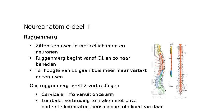 Neuroanatomie Deel II: Ruggenmerg en Zenuwstructuren - Studocu