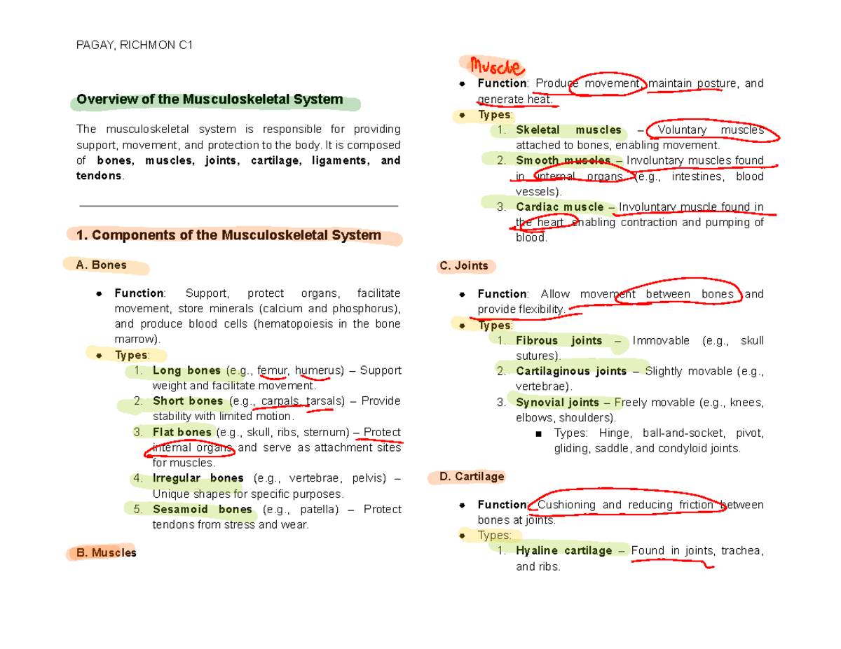 P2 Musculoskeletal System: Comprehensive Study Notes - Studocu