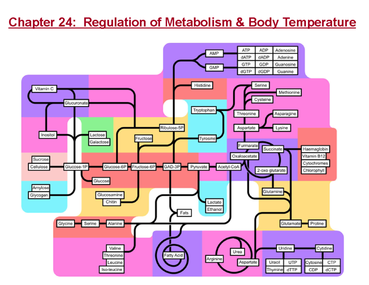 DL ANP1107 Chapter 24: Metabolism & Body Temperature Regulation - Studocu