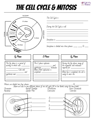 Mitosis Lab Handout NC Bio Network - Using a Microscope to View the ...