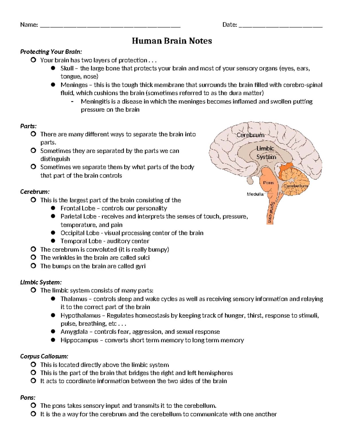 Human Brain Notes: Structure, Functions, and Protection Overview - Studocu