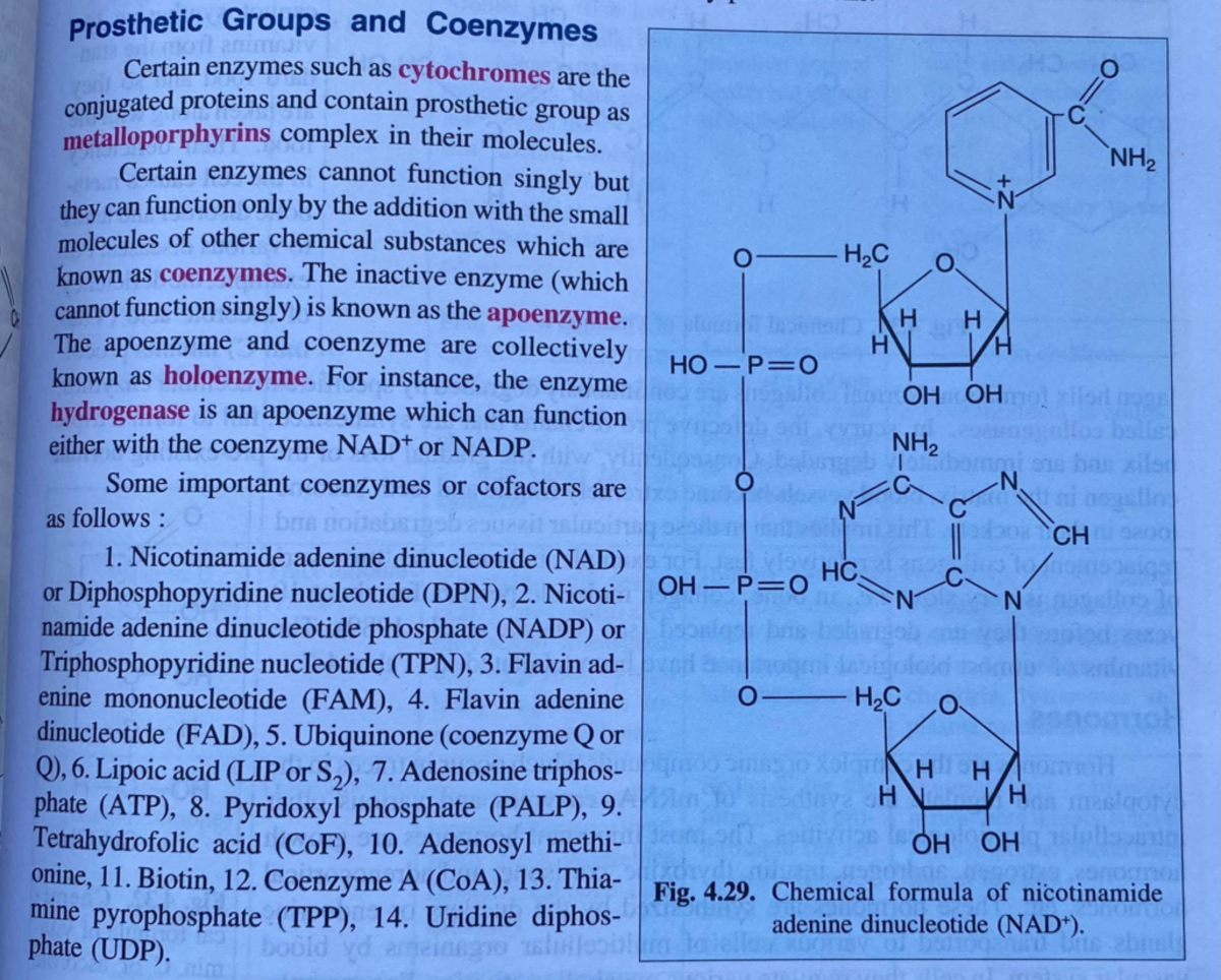 Prosthetic Groups and coenzymes - \ I pros thetic Groups and Coenzymes ...