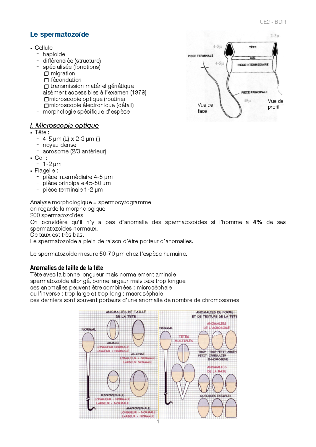 **Analyse Morphologique du Spermatozoïde en Microscopie (Cours de ...