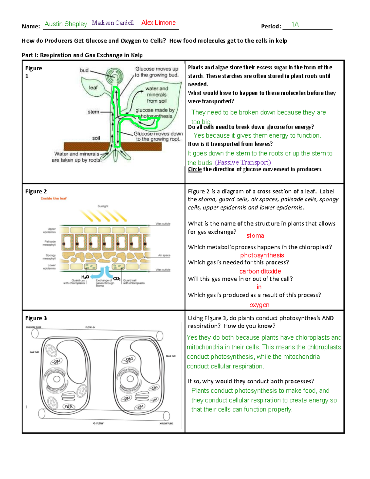 Cell Respiration Insights: Kelp and Otters (Bio 101 - Day 2) - Studocu
