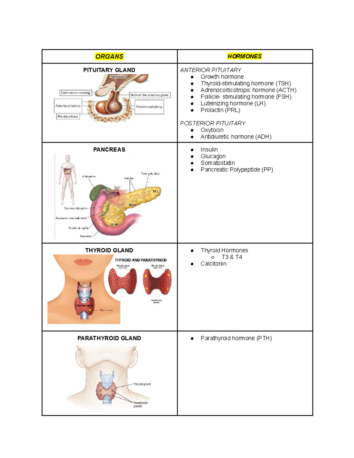 Endocrine - Histology Lab - ORGANS HORMONES PITUITARY GLAND ANTERIOR ...