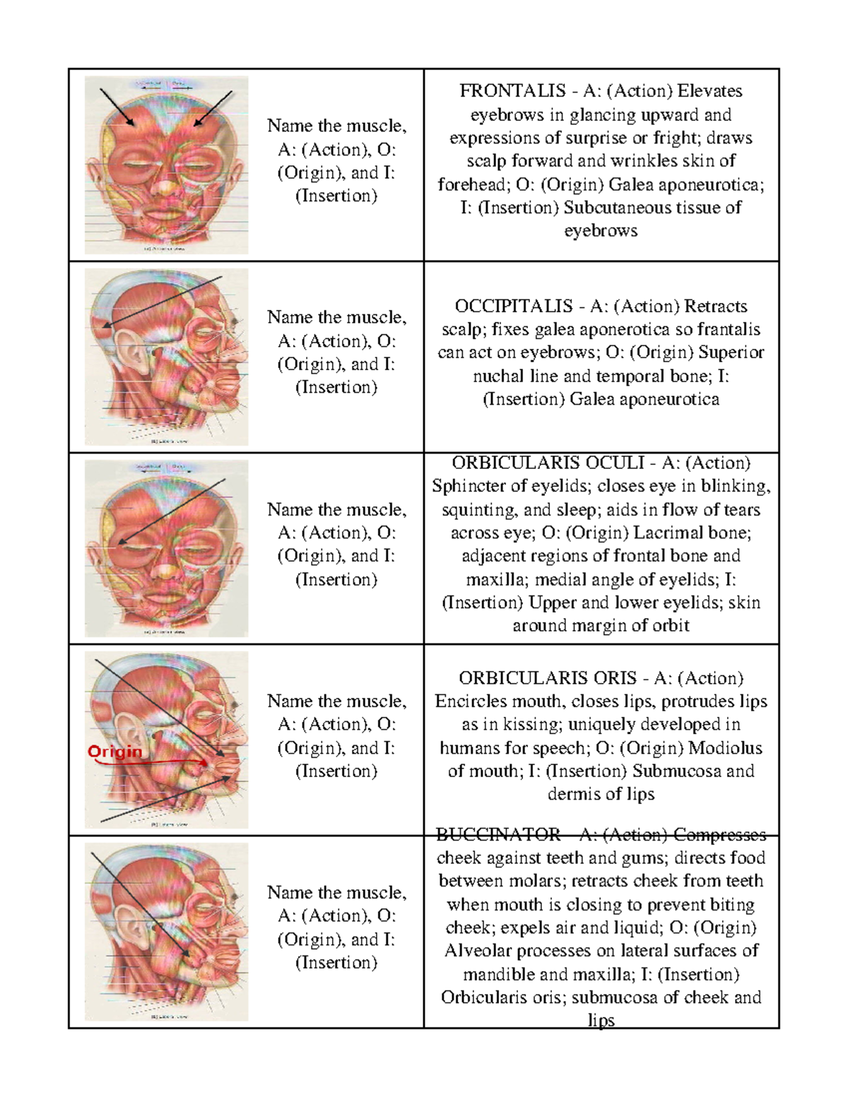 Cheat Sheet - Muscle Table - Name the muscle, A: (Action), O: (Origin ...