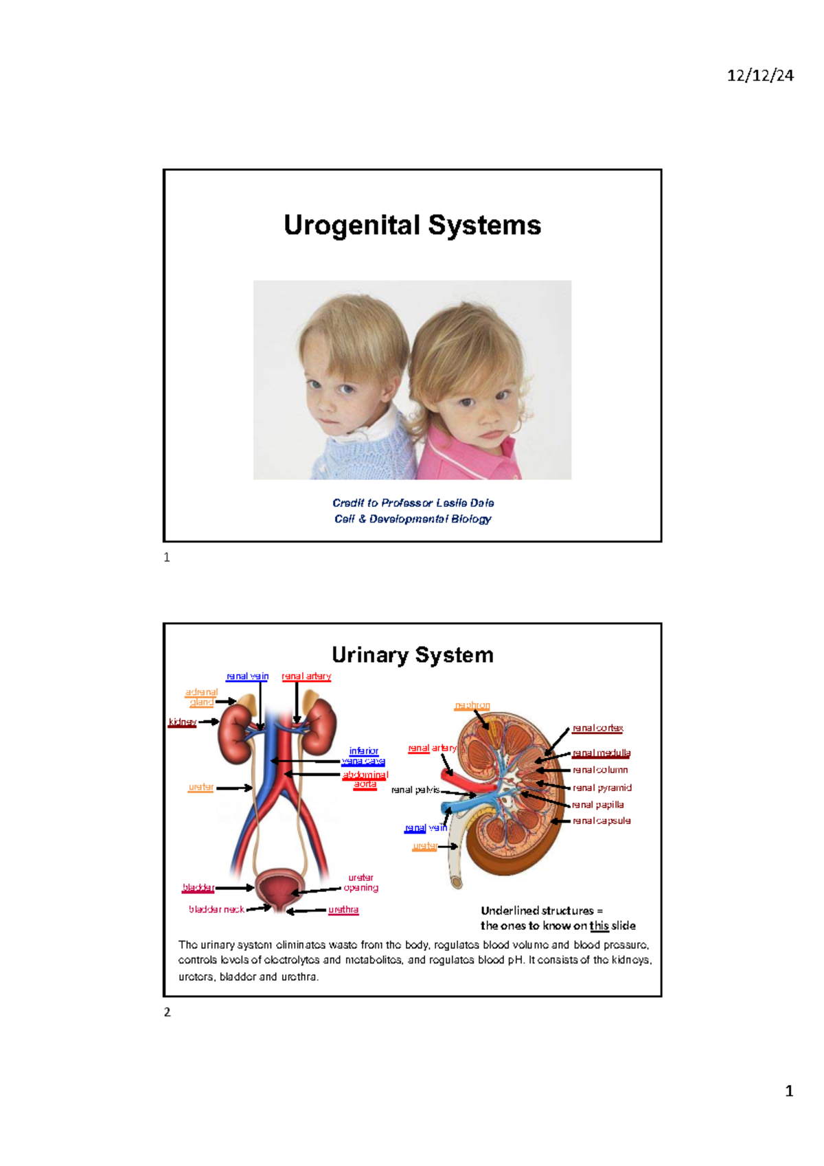 Urogenital Systems (BIOL 101) Lecture Notes and Key Concepts - Studocu