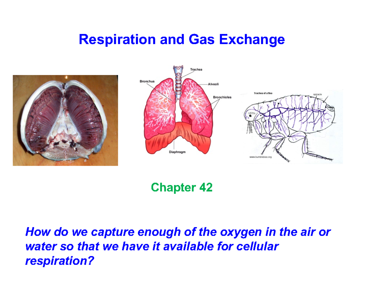 Lecture 12: Respiration and Gas Exchange (BIO 2025) - Respiration and ...