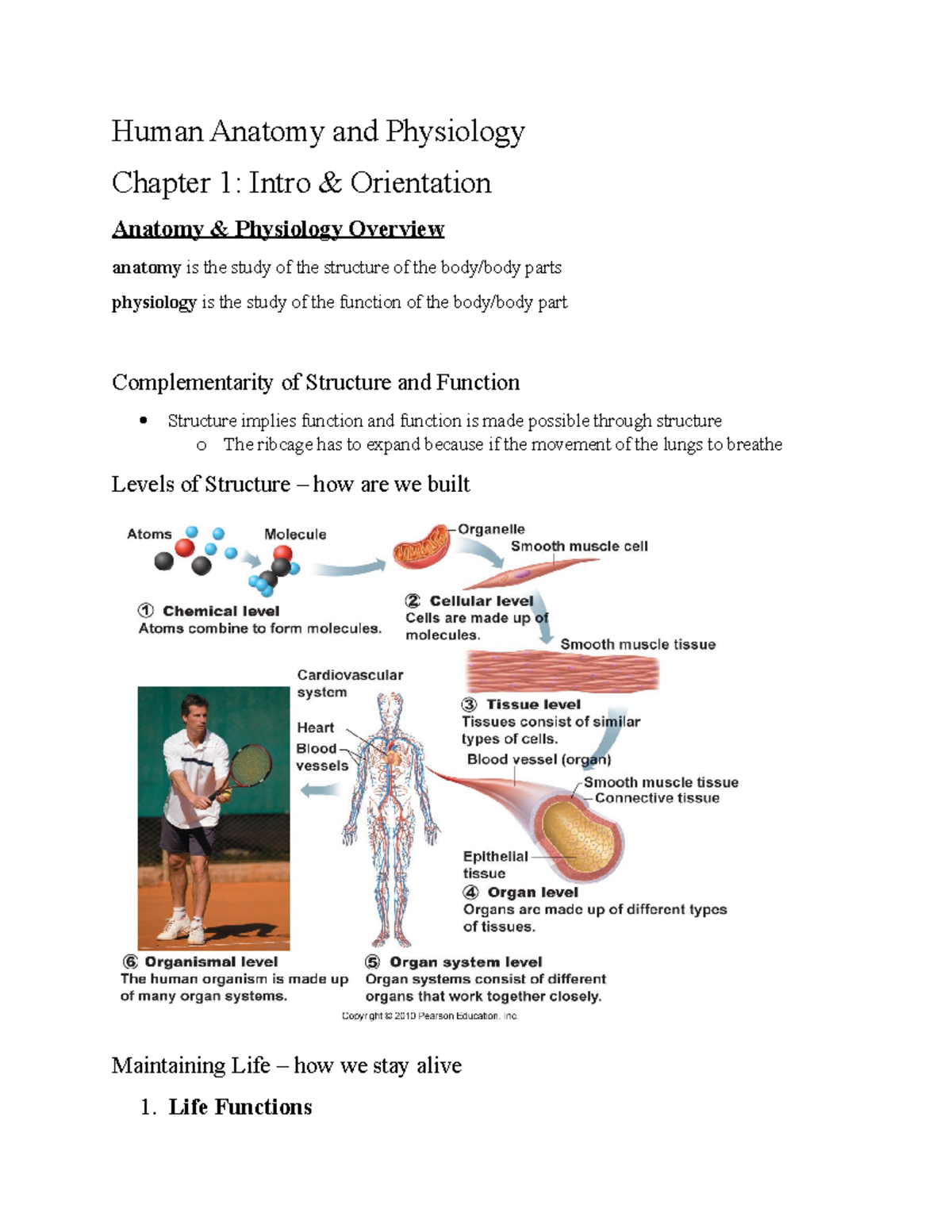 Human Anatomy & Physiology CH1: Intro & Orientation Overview - Studocu