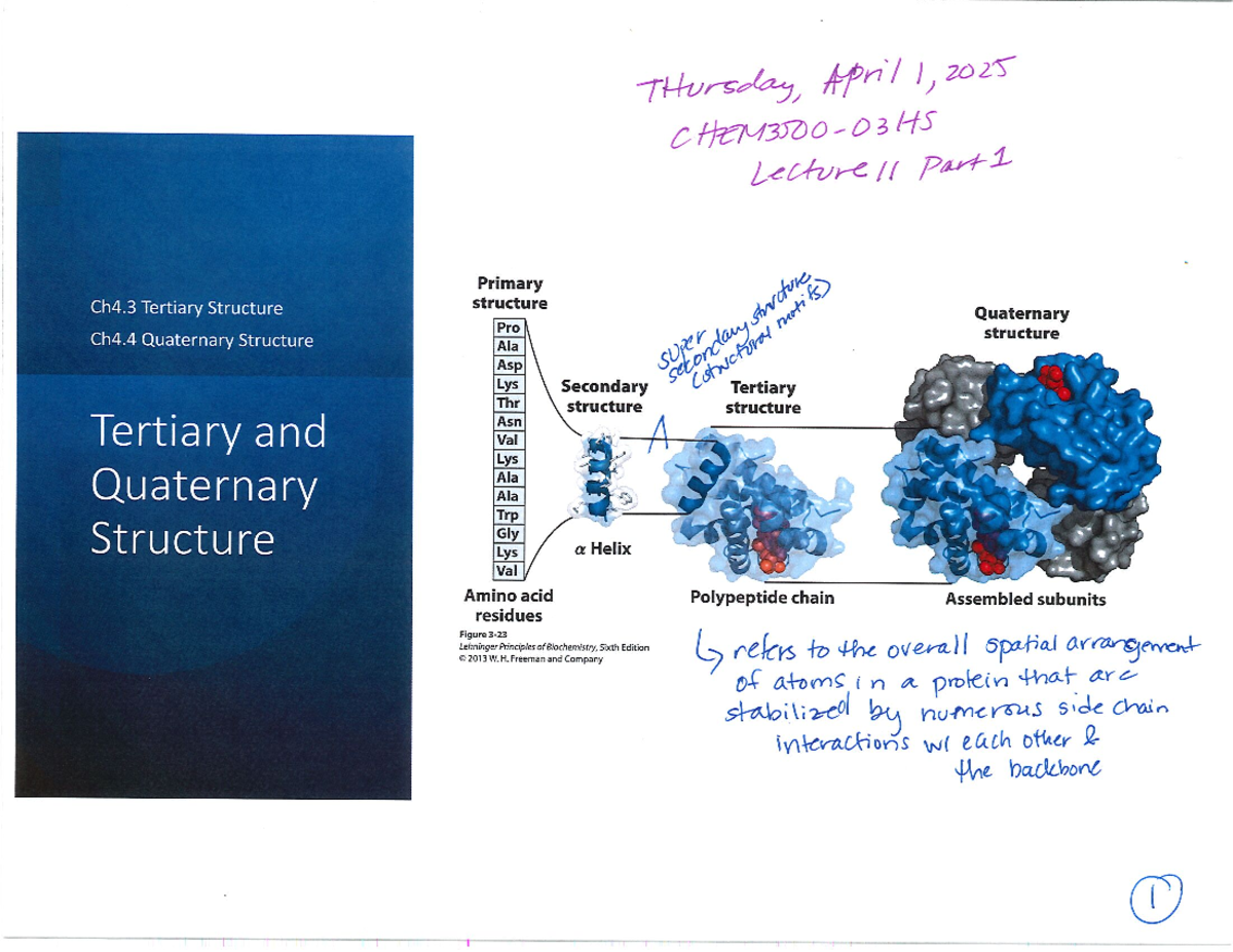 Final Exam Review for Course XYZ: Protein Structure Insights - Studocu