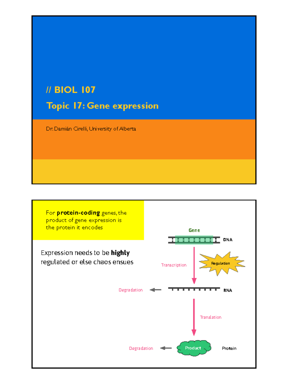 BIOL 107 Final Exam Notes: Gene Expression Overview - Studocu