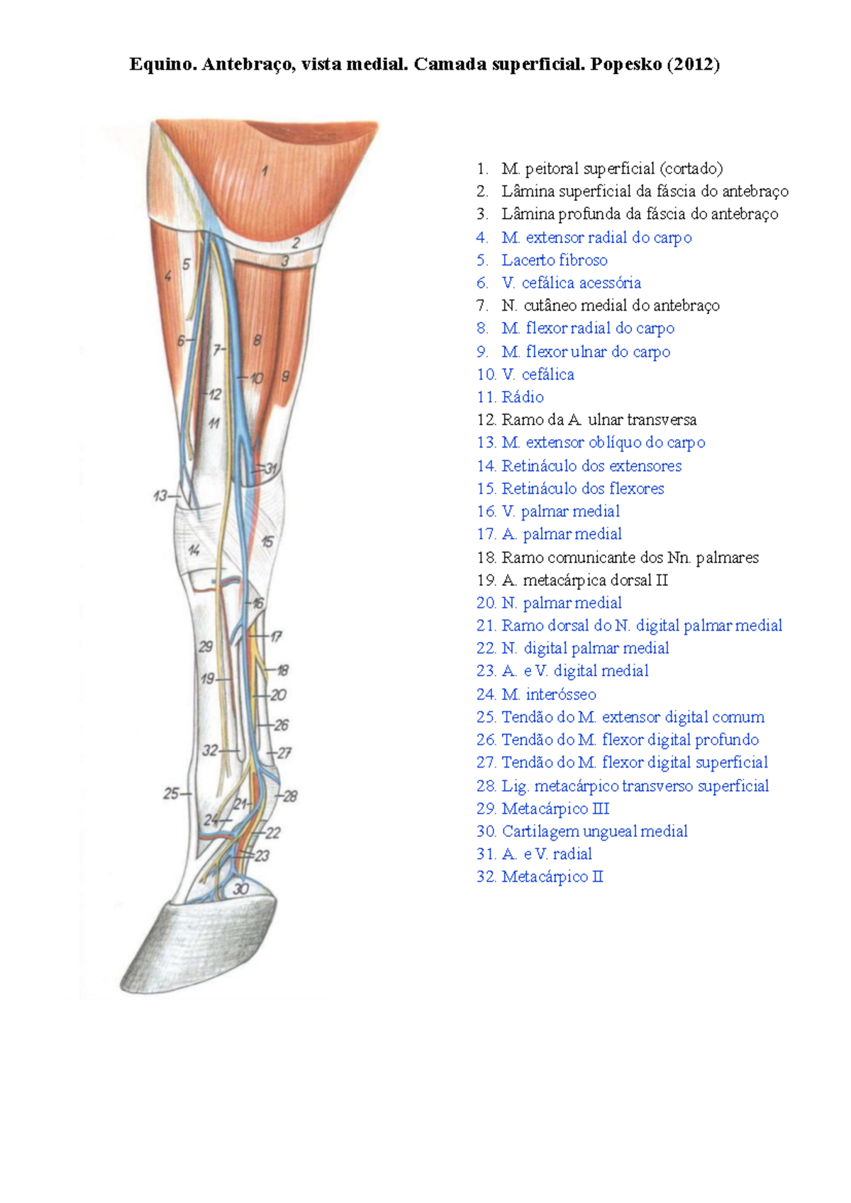 Antebraço miologia anatomia - Equino. Antebraço, vista medial. Camada ...