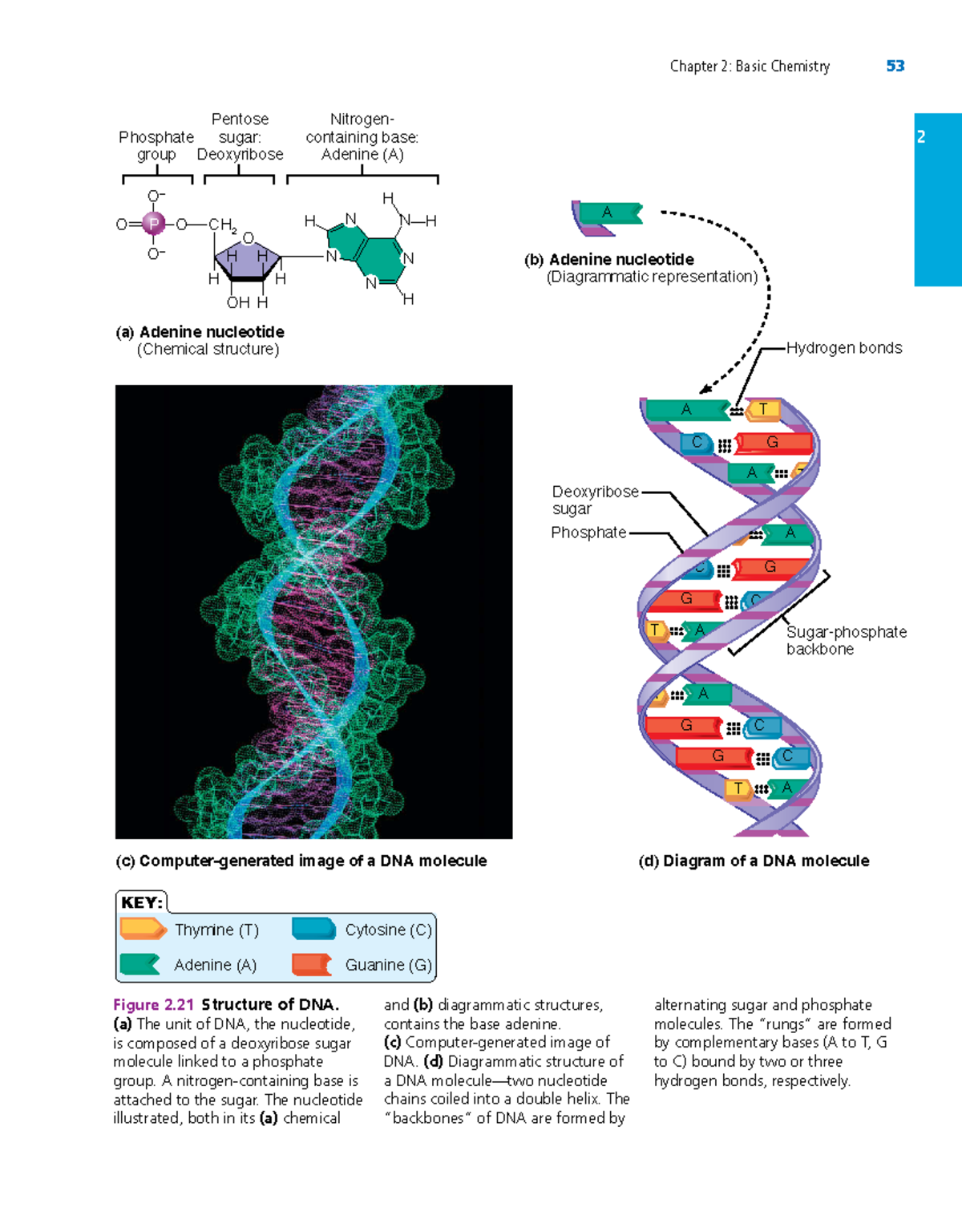 Anatomy and physiology 1-28 - Chapter 2: Basic Chemistry 53 2 C C T T (c) Computer-generated ...