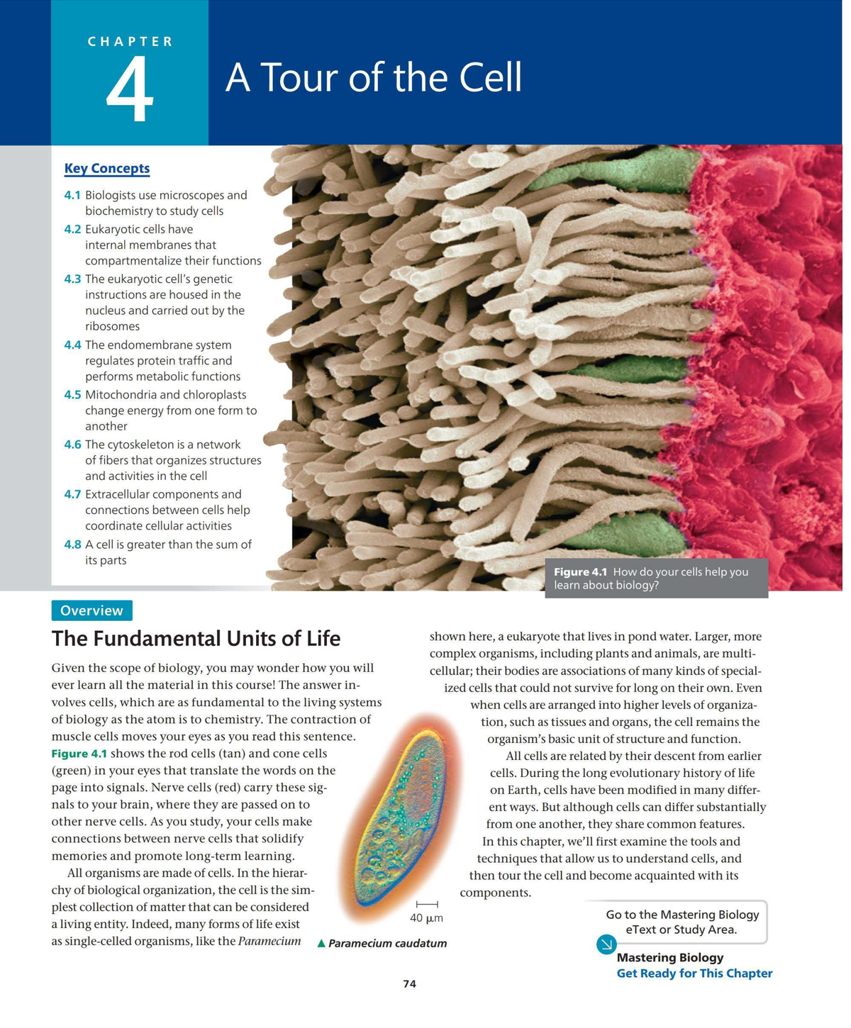 Chapter 4: A Tour of the Cell (Mastering Biology) - Structure & Function - Key Concepts 4 ...
