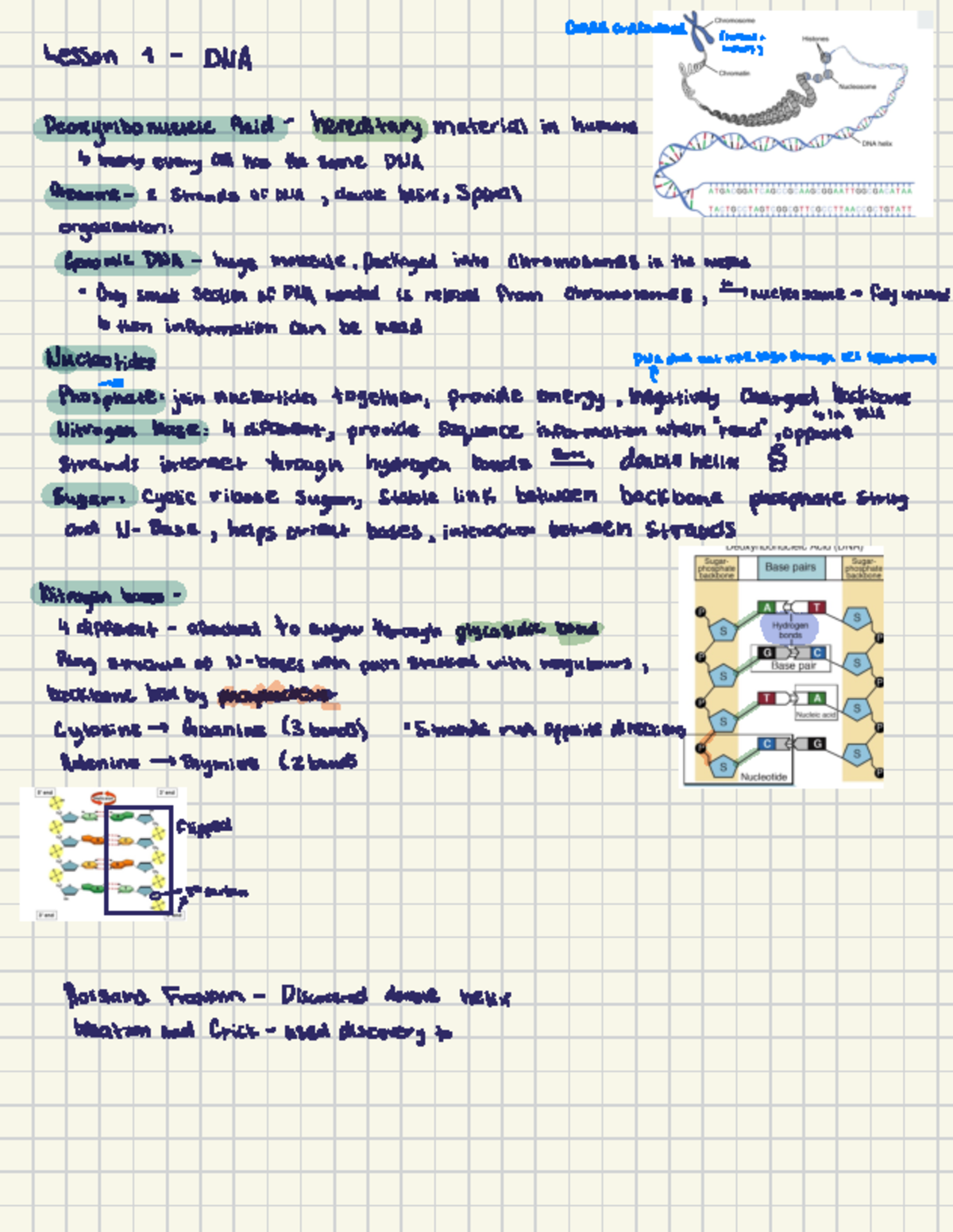 DNA Structure and Replication: Lesson 1 Overview (BIO101) - Studocu