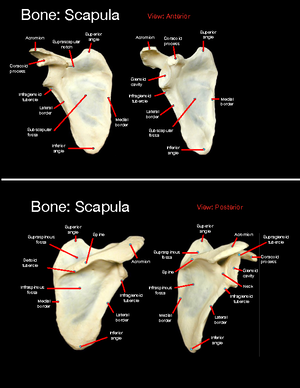 Copy of Copy of Muscles Bones SE - Name: Date: Student Exploration ...