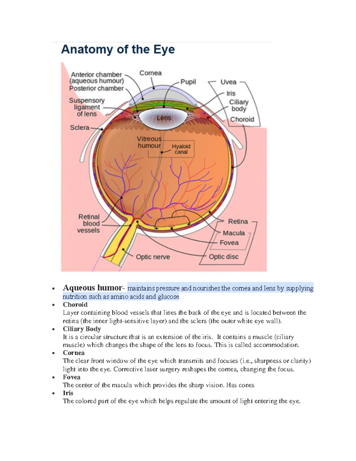 Anatomy of the Eye: Key Structures and Their Functions for BIO101 ...