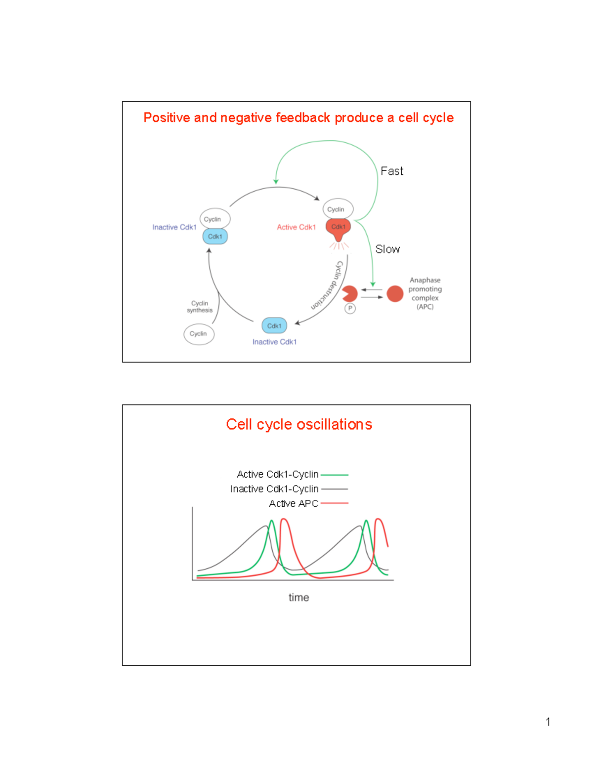 Lecture notes, lecture 19 - Positive and negative feedback produce a ...