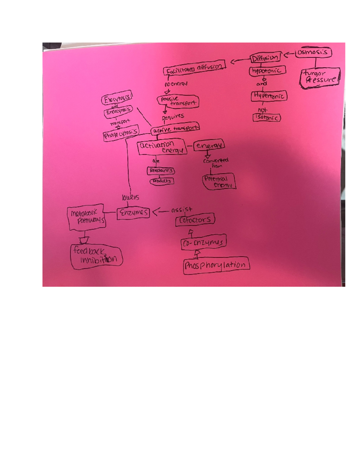 Concept Maps for Osmosis, Diffusion & Transport Mechanisms - Studocu