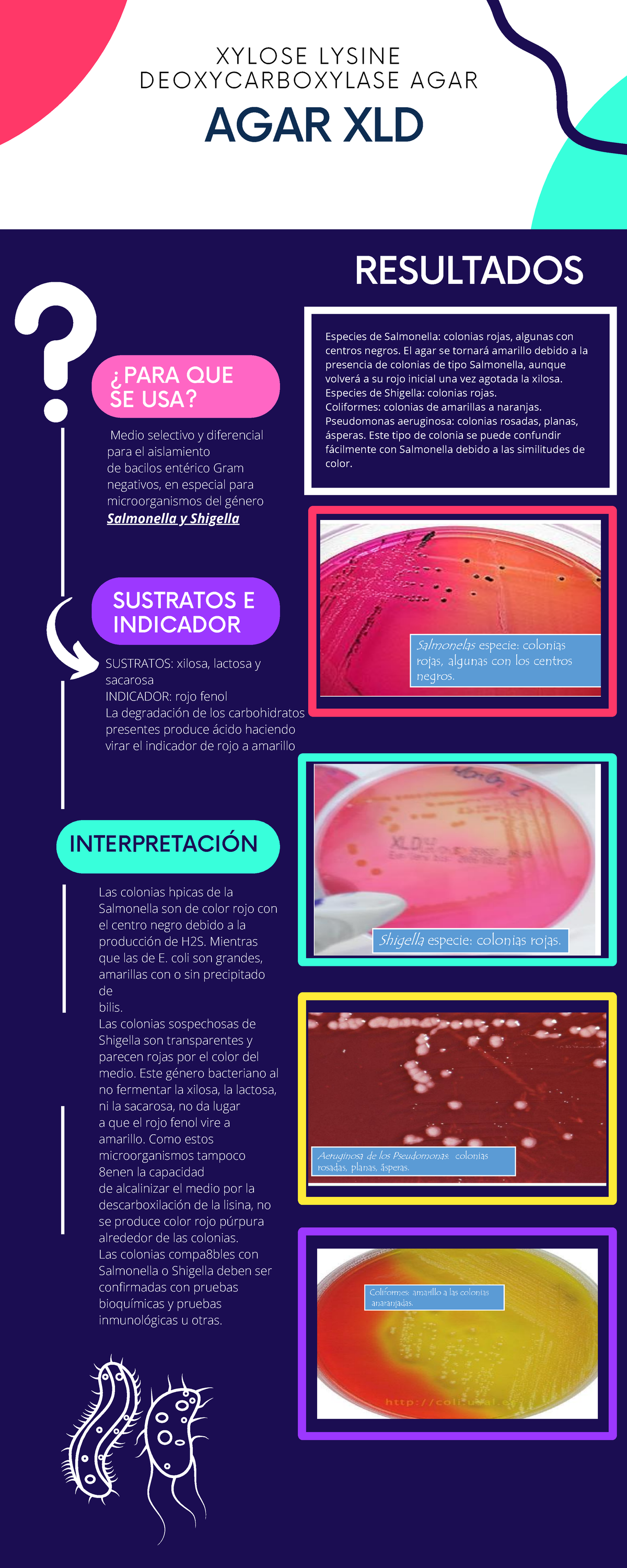 Infografía de Proceso de Diseño: Colonias Bacterianas y Medios XLD ...