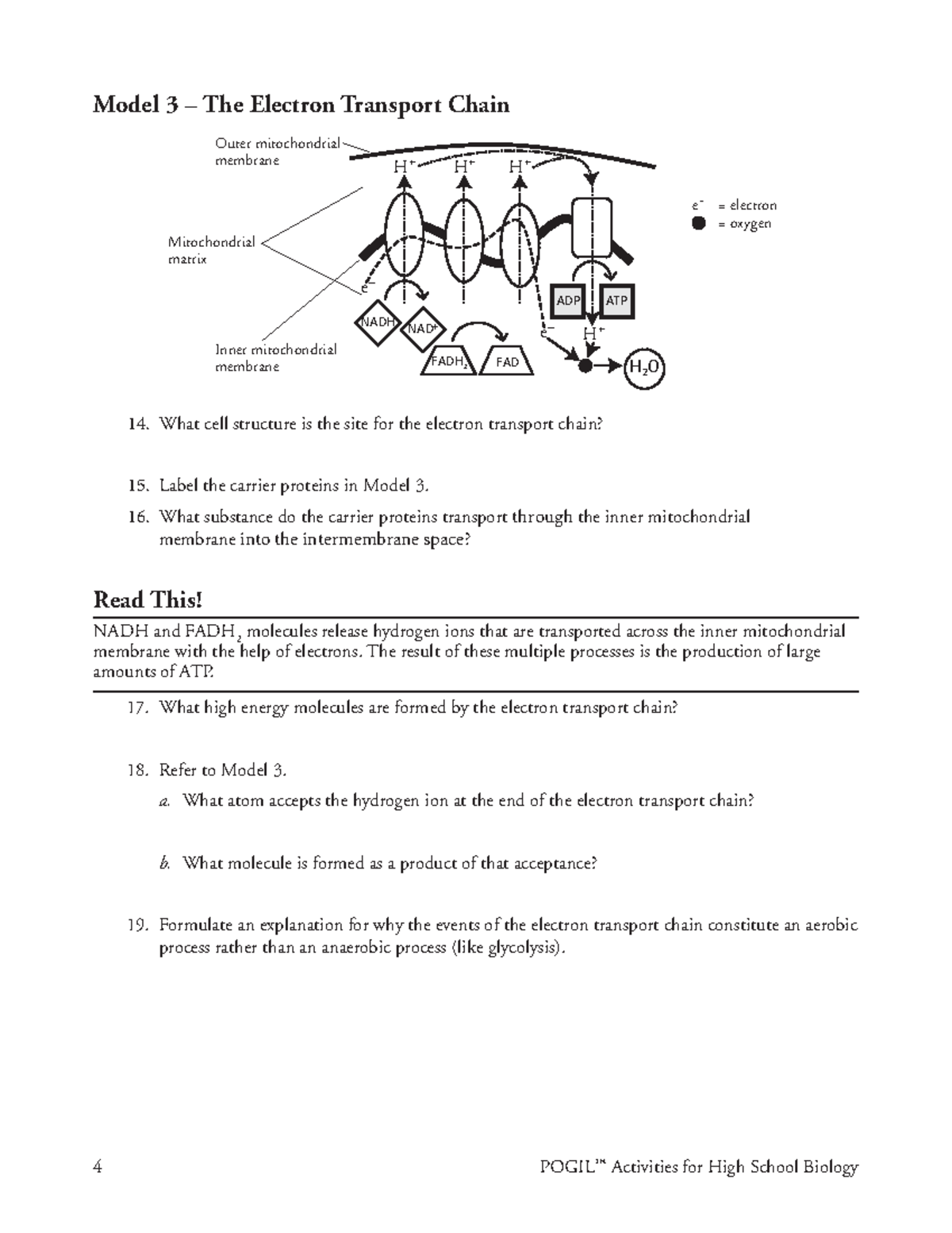 13 electron trans chain 1 - 4 POGIL™ Activities for High School Biology ...