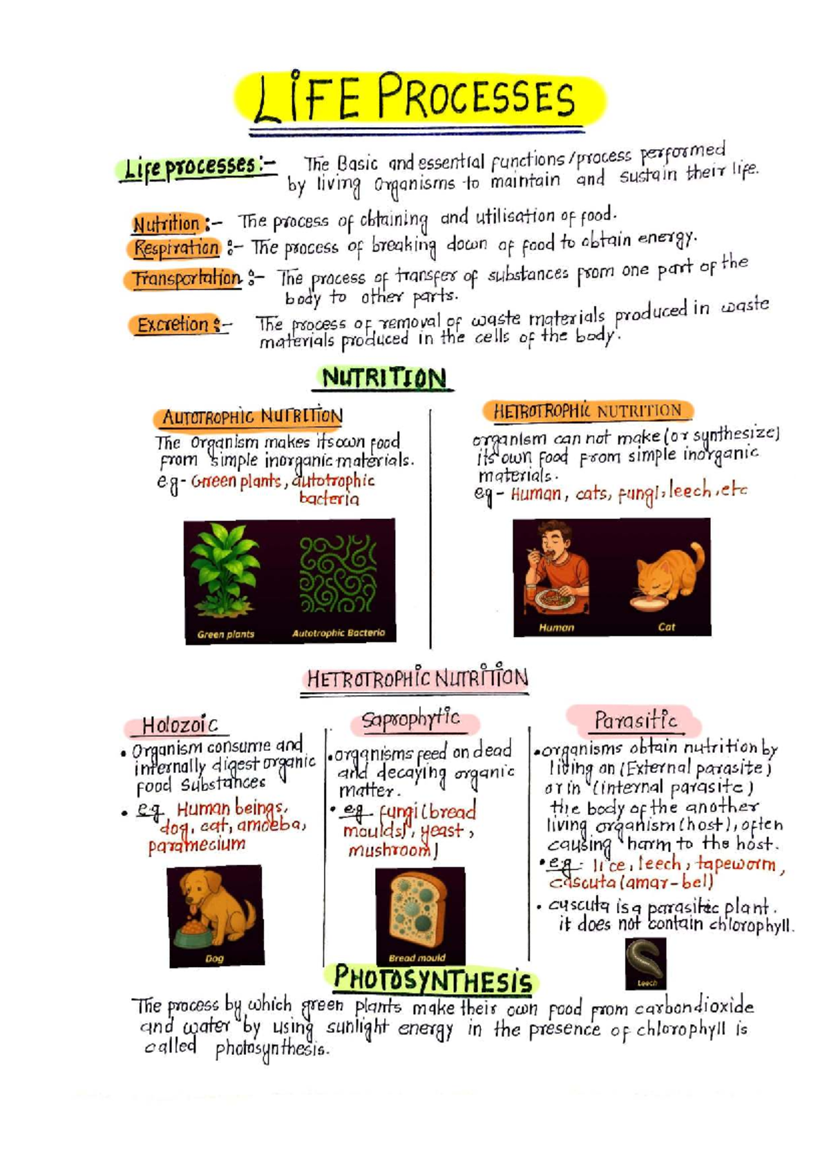 LiFE PROCESSES: Essential Functions of Living Organisms (CBSE) - Studocu