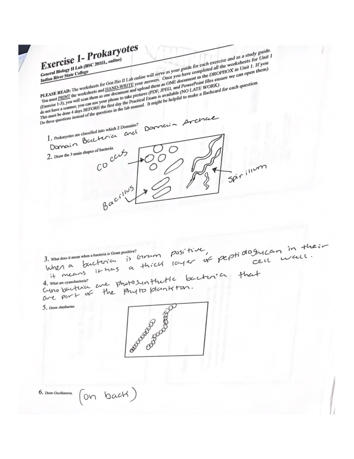 BSC2011L Prokaryotic & Fungi Lab Exercises Study Guide - Studocu