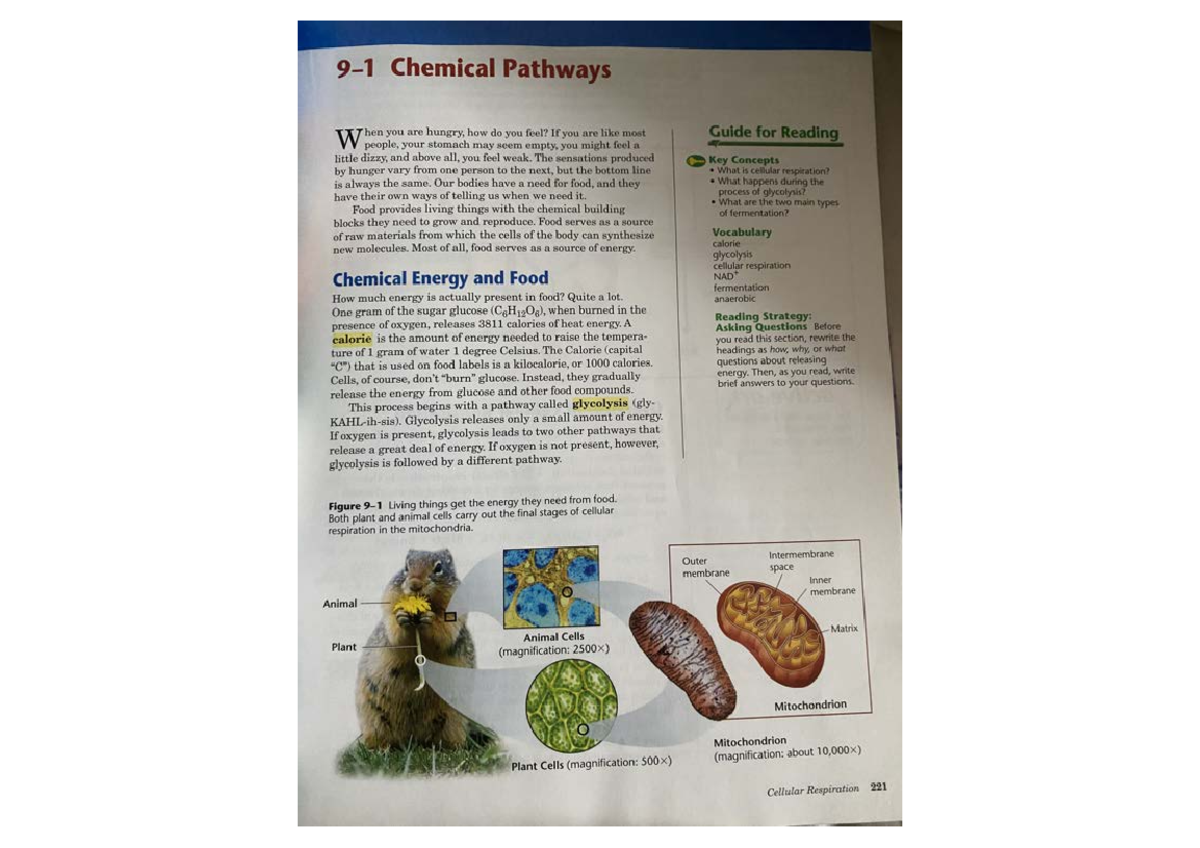 Chemical Pathways: Understanding Cellular Respiration and Fermentation ...