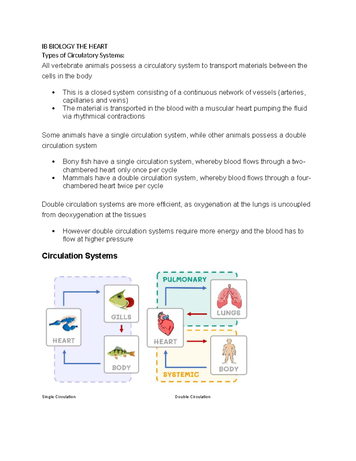 IB BIOLOGY THE HEART: Structure and Function of Circulatory Systems ...