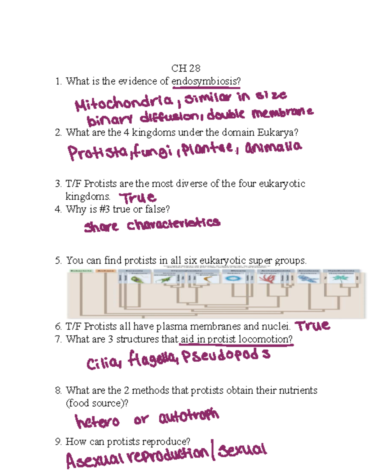Guided Reading CH 28: Evidence of Endosymbiosis & Protist Diversity - Studocu