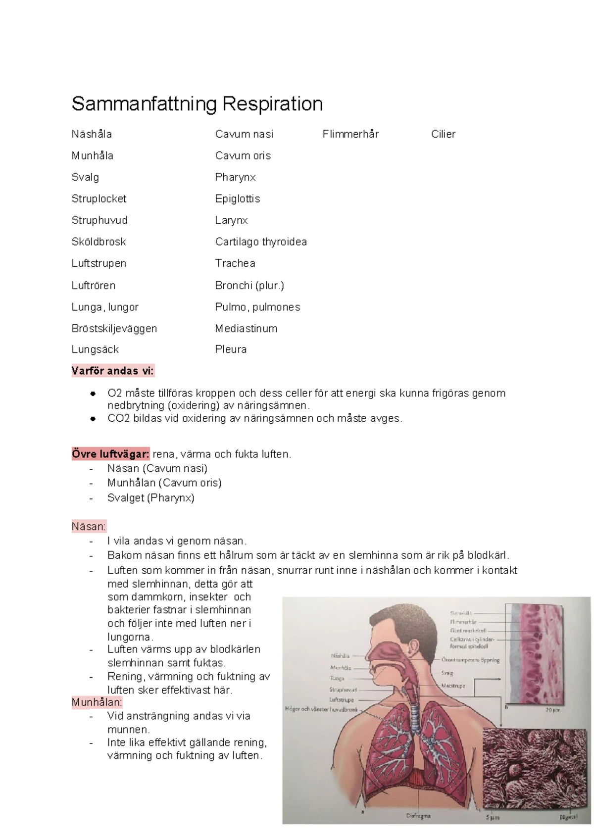 Sammanfattning Cirkulationssystemet - Cirkulationssystemet Består av ...