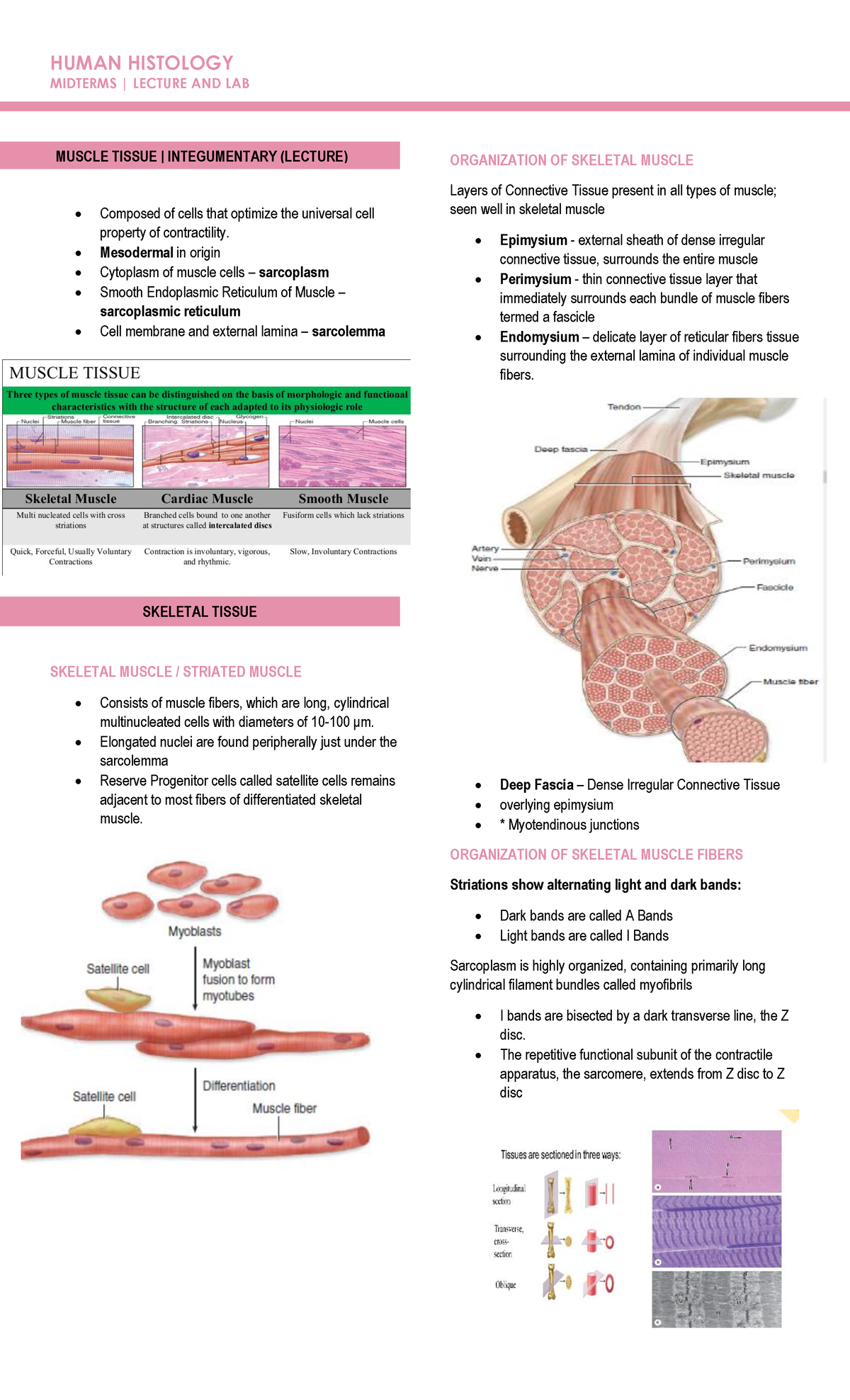 Human- Histology- Midterms - MIDTERMS | LECTURE AND LAB Composed of ...