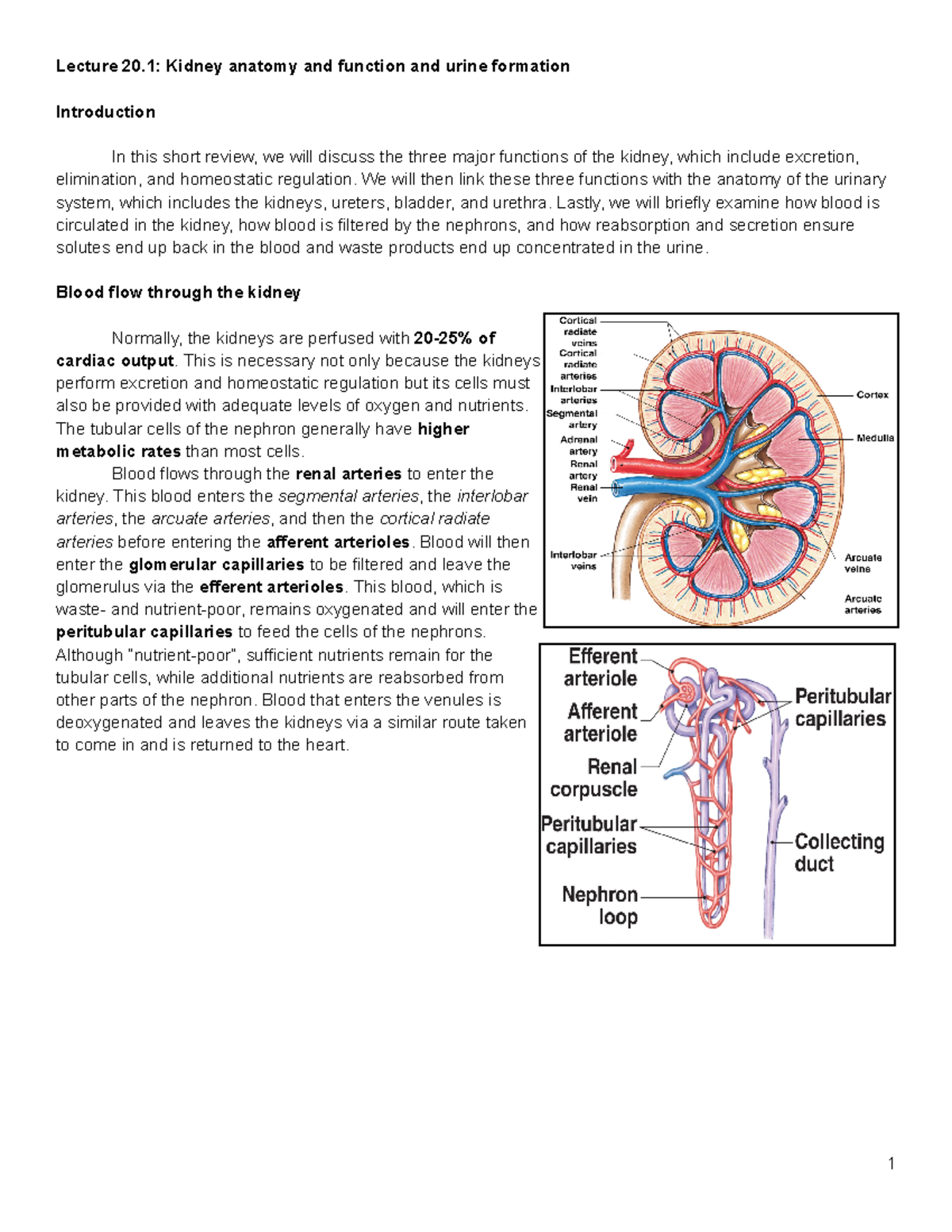 Lecture 20.1: Overview of Kidney Anatomy, Function, and Urine Formation ...