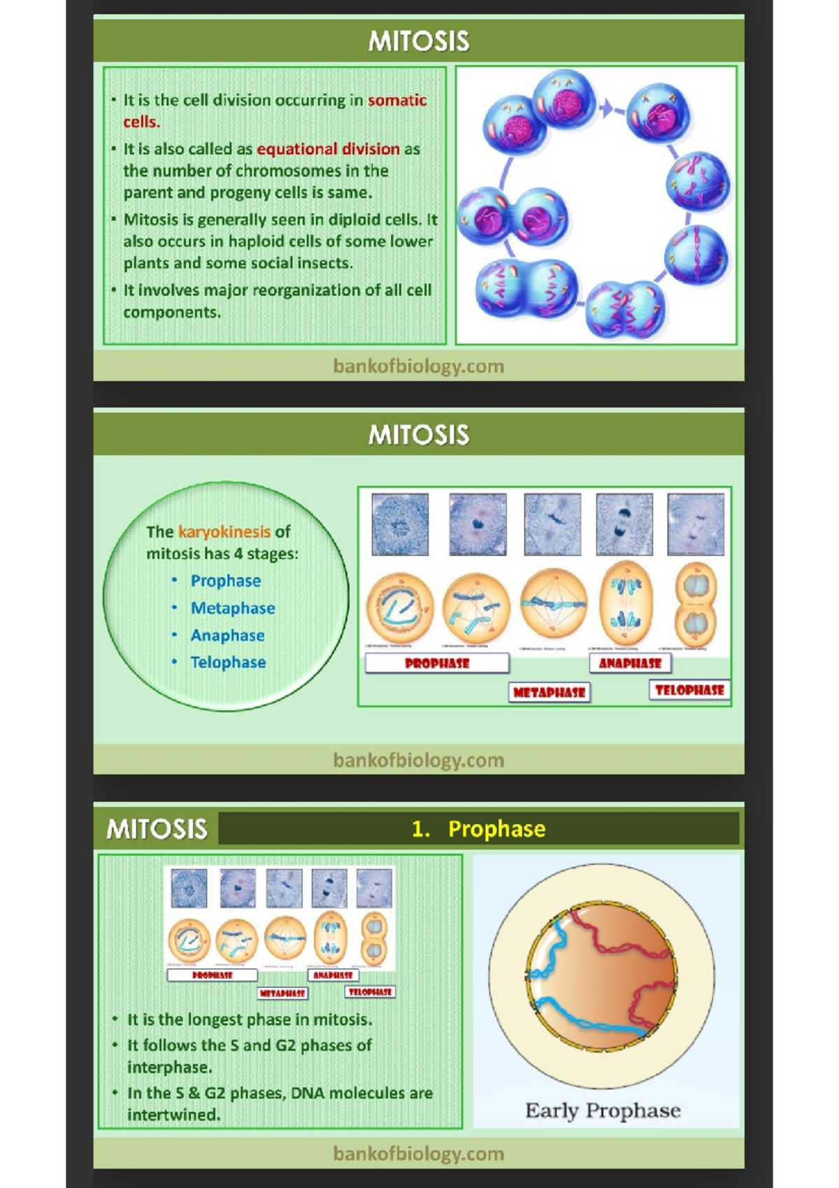 Mitosis & Meiosis - Detailed Study Notes for NEET Aspirants - Studocu