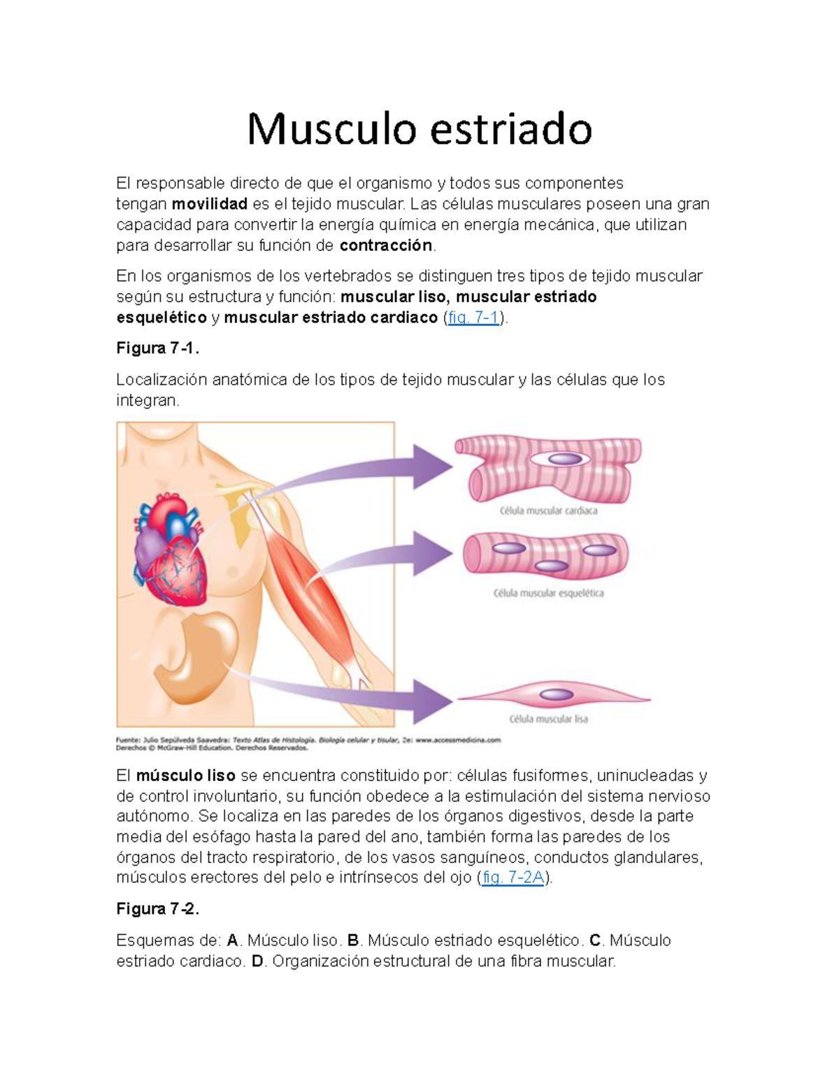 Musculo Estriado: Generalidades y Tipos de Tejido Muscular - Studocu