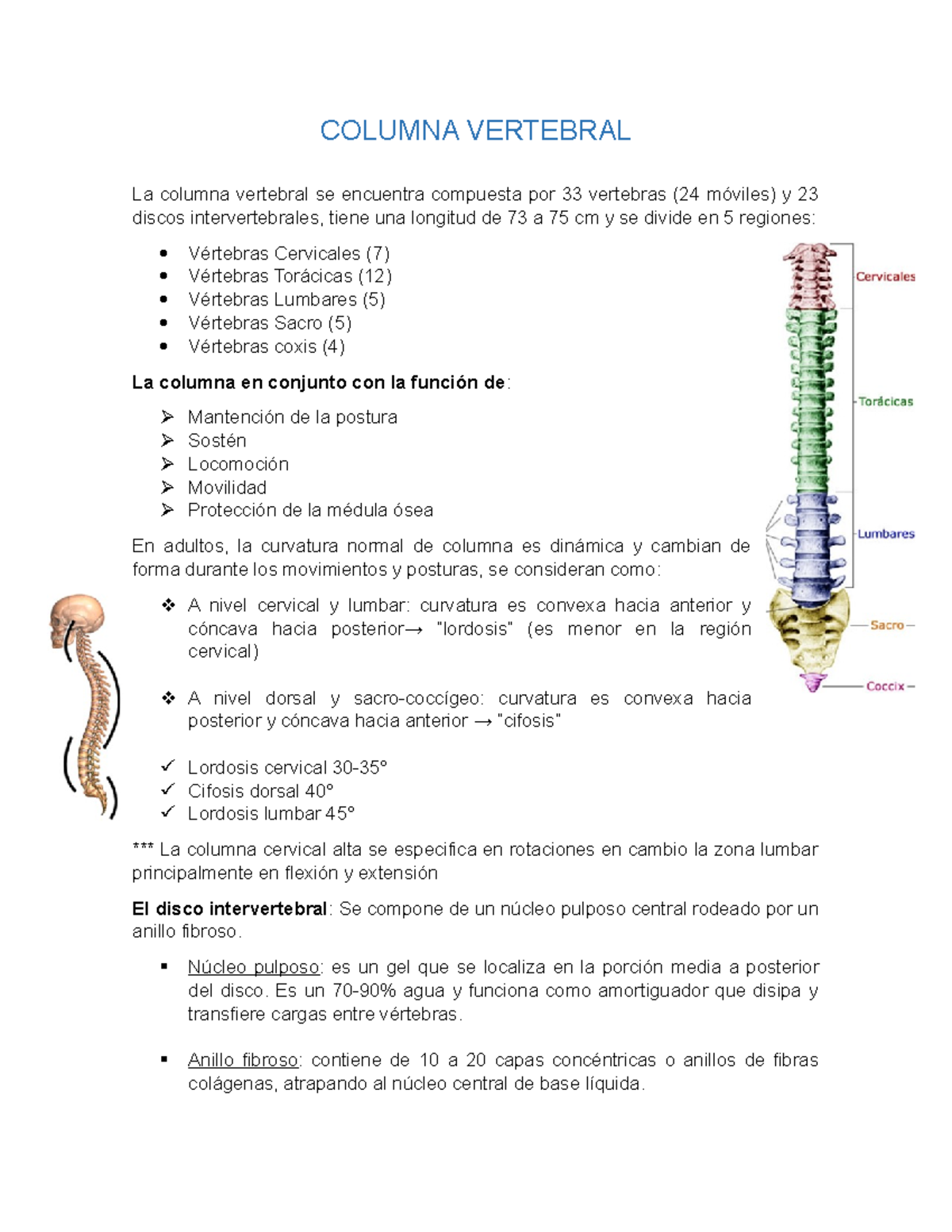 Columna Vertebral - COLUMNA VERTEBRAL La columna vertebral se encuentra ...