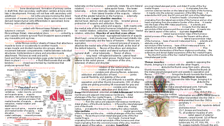 Musculoskeletal Anatomy (ANAT 101) Final Exam Cheat Sheet - Studocu