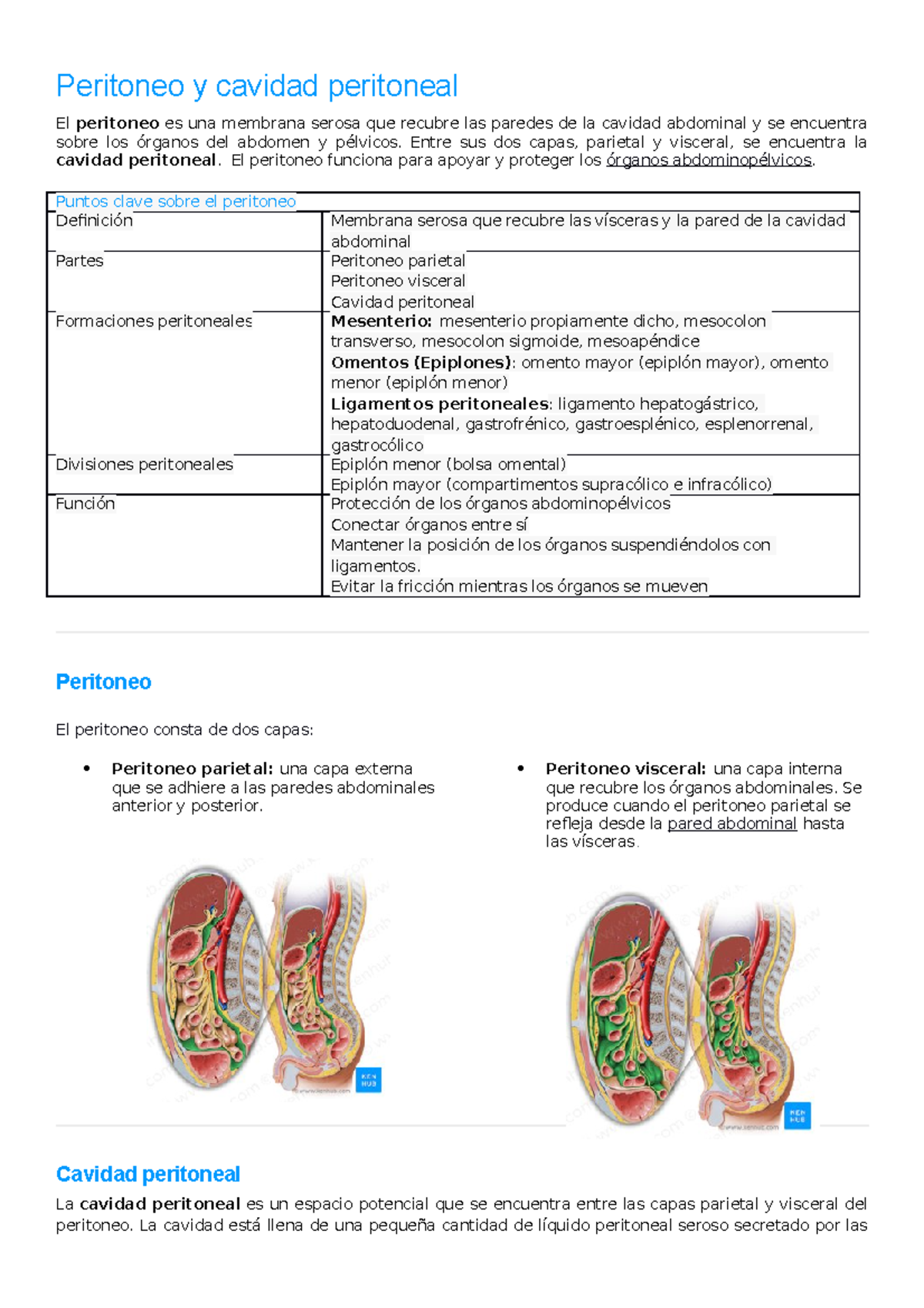 Peritoneo y cavidad peritoneal - Entre sus dos capas, parietal y ...