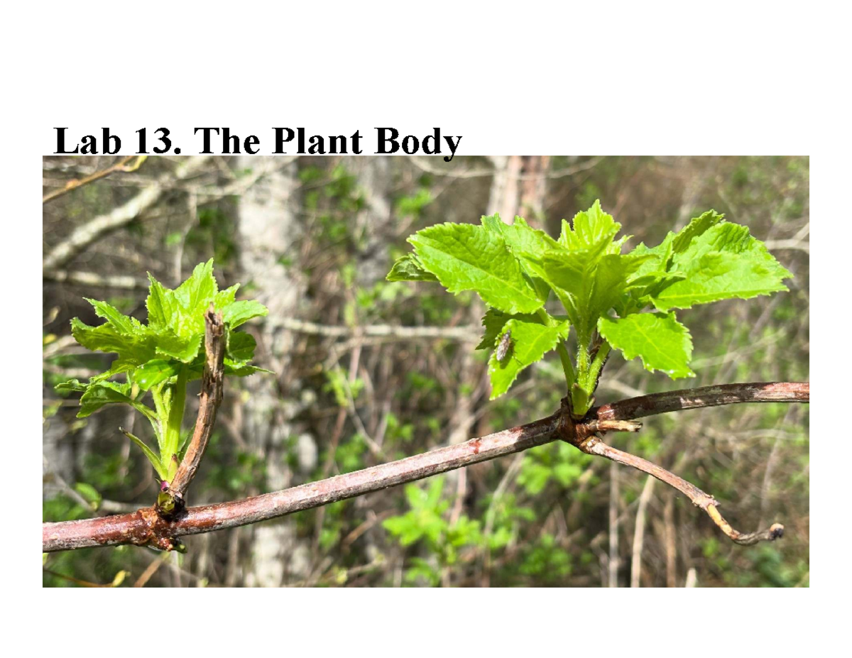 Lab 13: Fundamentals of Plant Structure & Growth - Tissues & Meristems ...