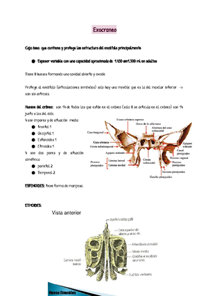 Cráneo - Cráneo: Huesos. Endobase, exobase. Regiones topográficas ...