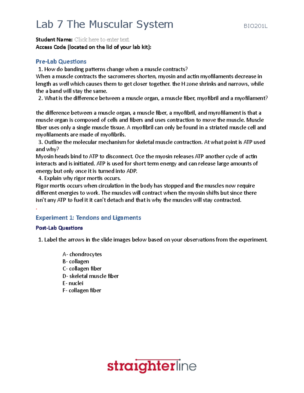 Lab 7 - Analyzing the Muscular System through Experiments - Studocu