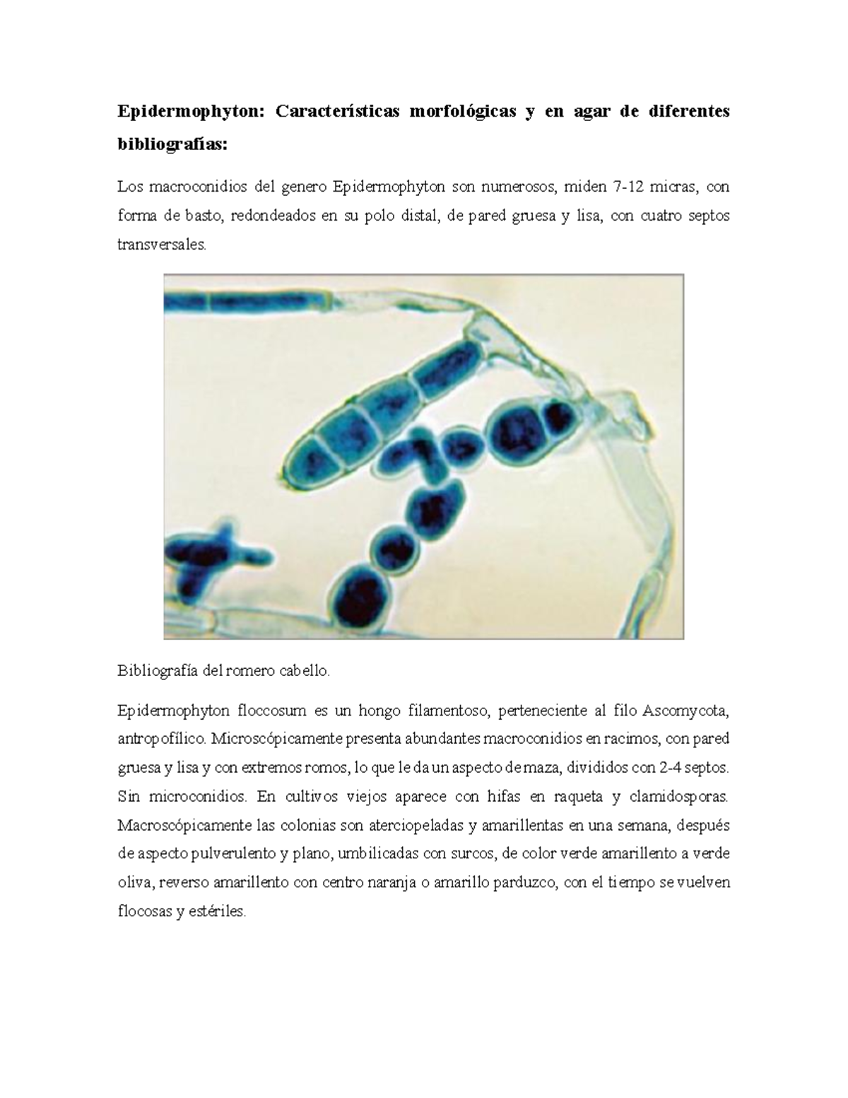 Características morfológicas de Epidermophyton floccosum en Agar - Studocu